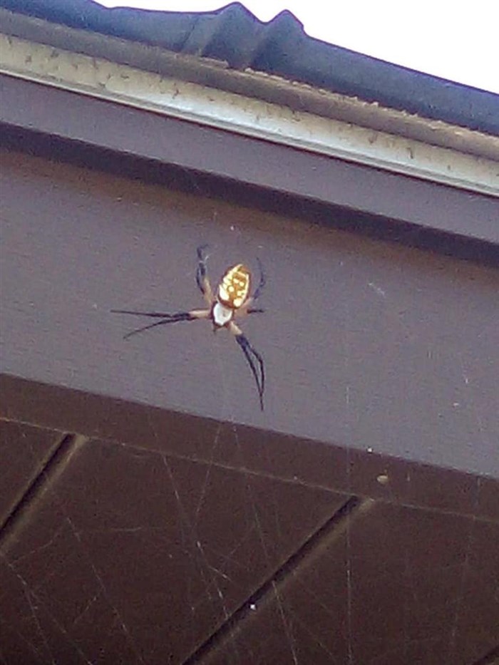 Жена во својот двор открила пајакова мрежа на која огромен пајак јадел ...