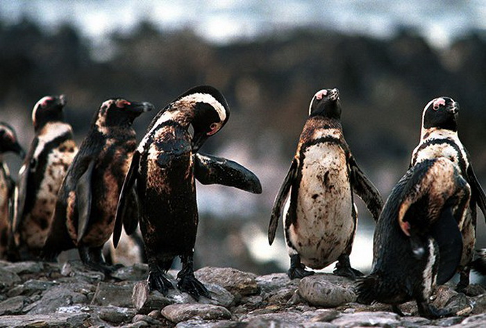 Фото: Смртта на планетата Земја низ фотографии - За Се